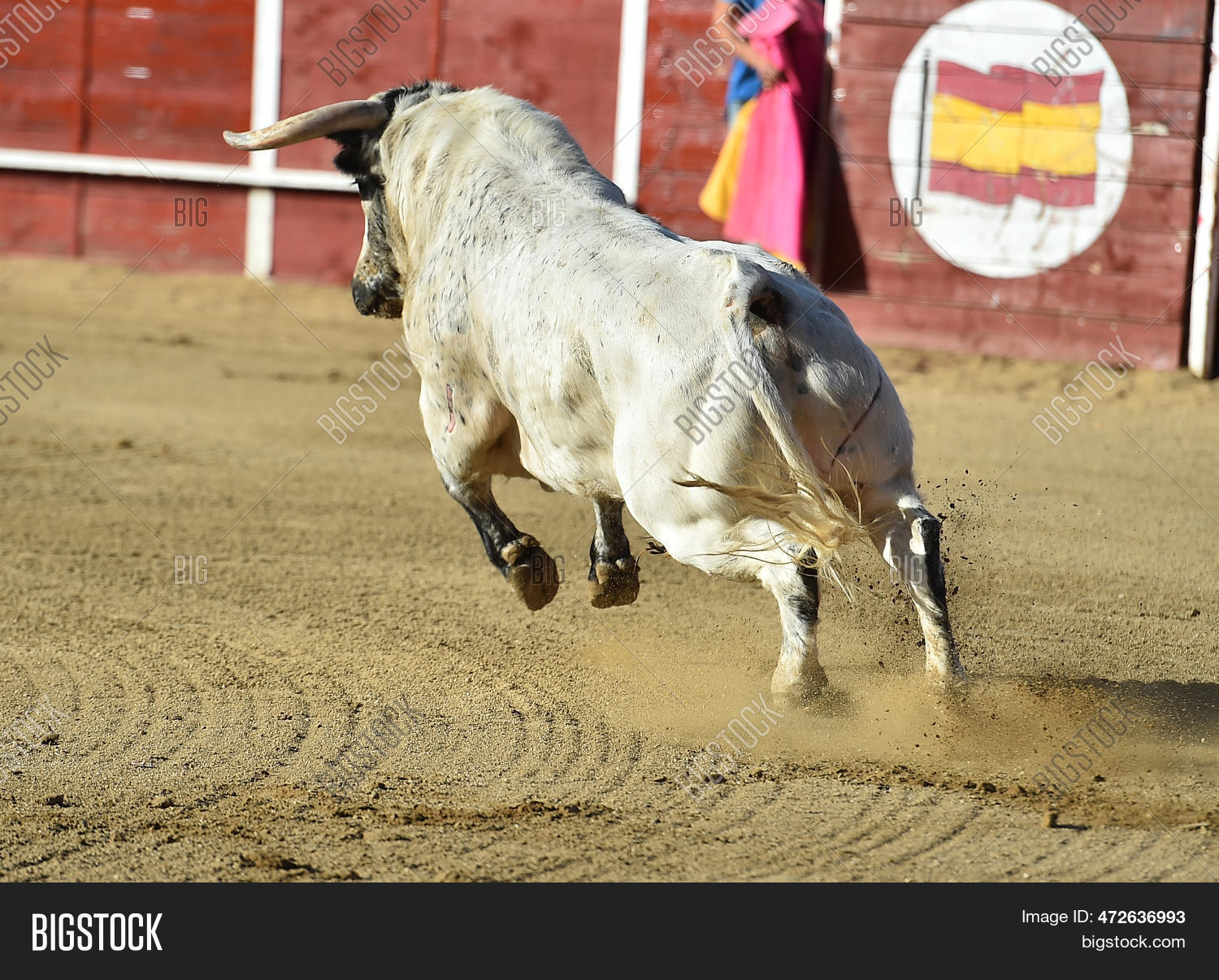 Beautiful Bull Image & Photo (Free Trial) | Bigstock
