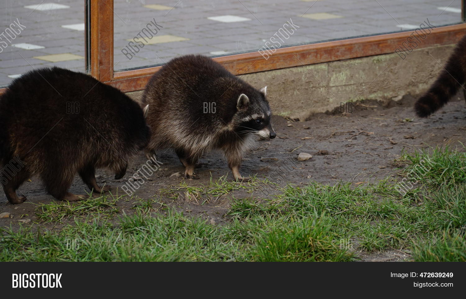 Raccoon Zoo. Shelter. Image & Photo (Free Trial) | Bigstock