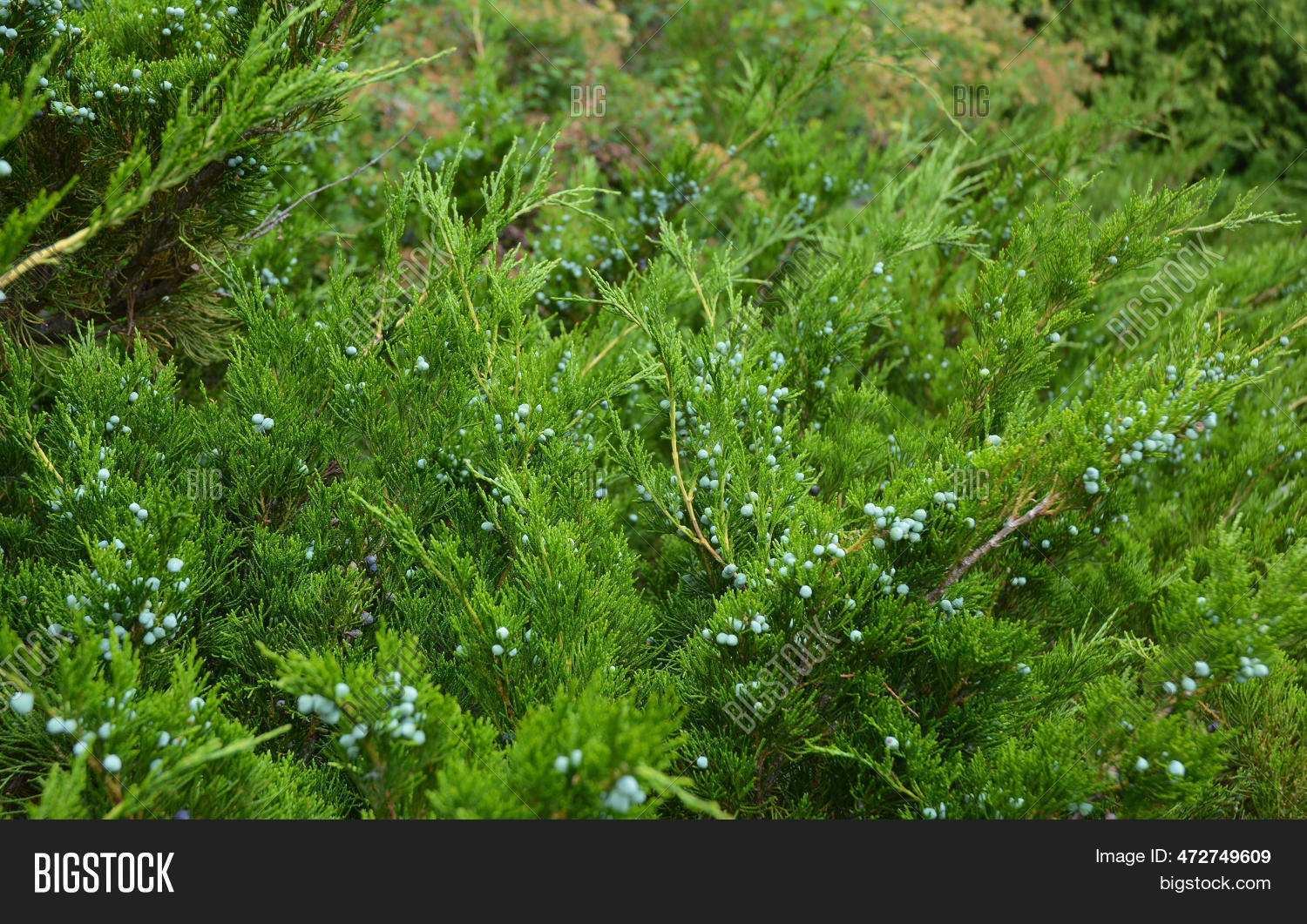 Juniperus Virginiana Image & Photo (Free Trial) | Bigstock