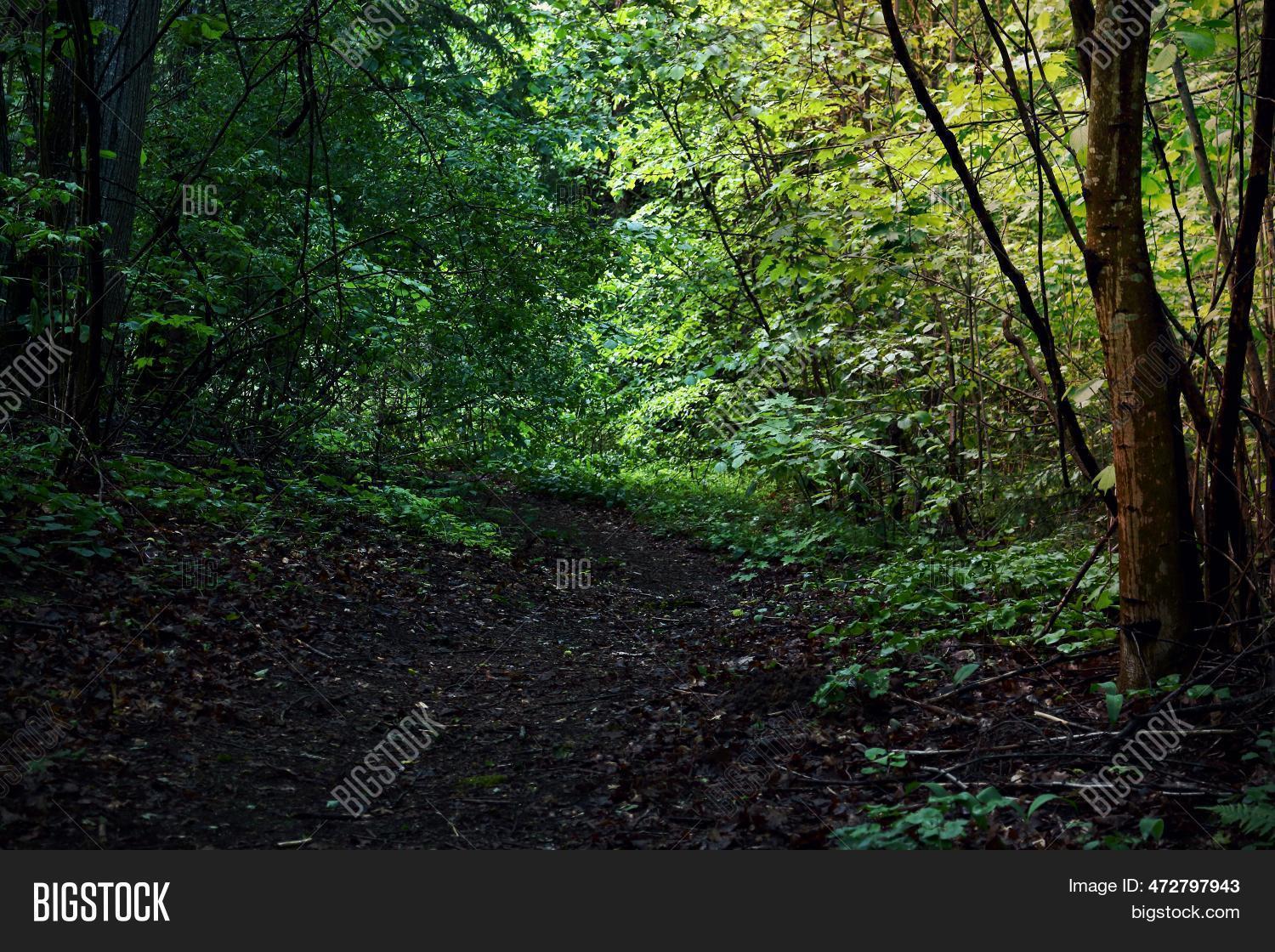 Wide Forest Path Image & Photo (Free Trial) | Bigstock