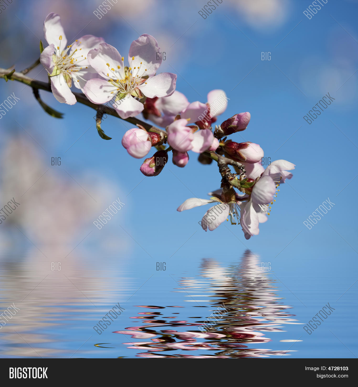 Spring Background Pink Image & Photo (Free Trial) | Bigstock