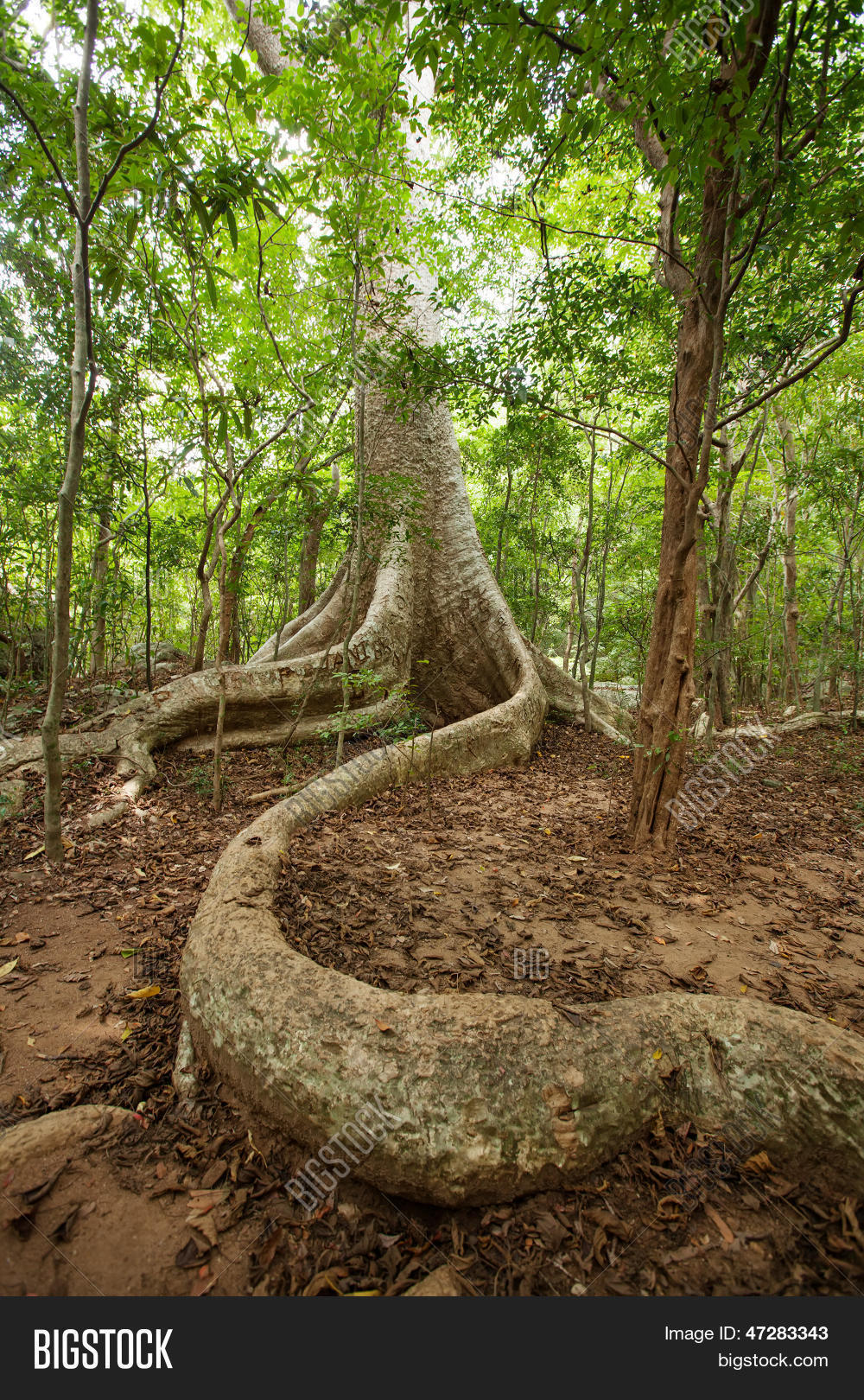 Huge Tree Big Roots Image & Photo (Free Trial) | Bigstock
