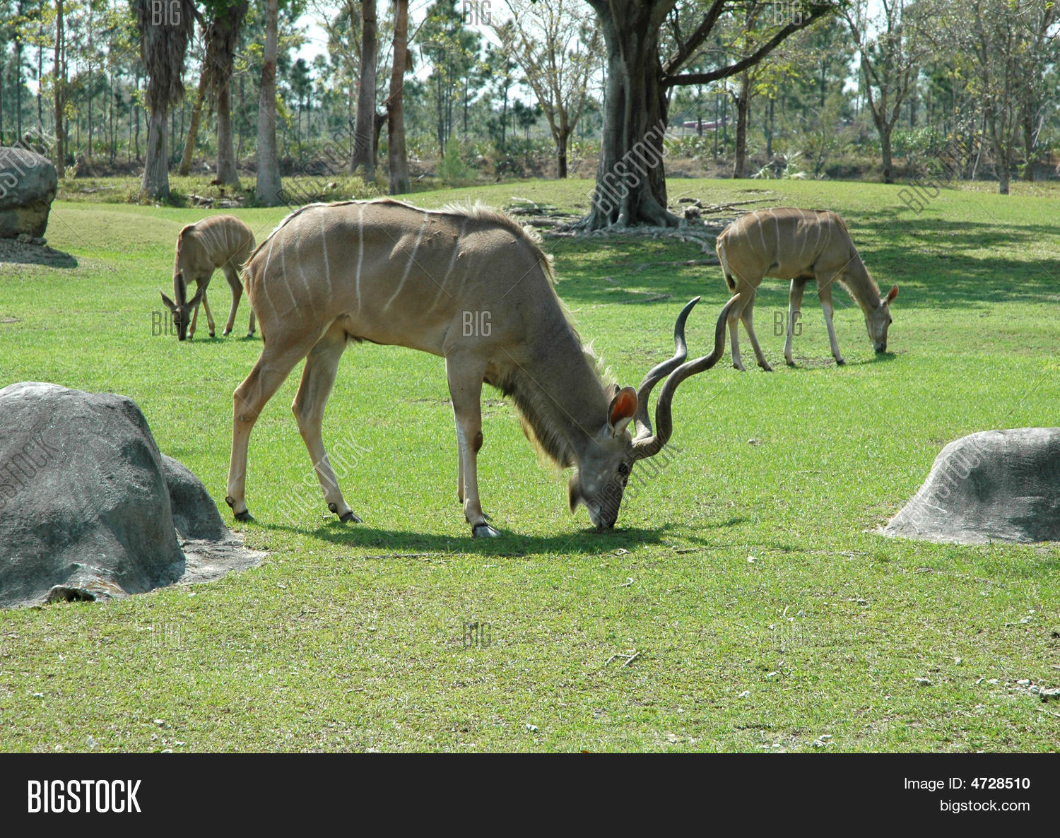 Caraboo Grazing Image & Photo (Free Trial) | Bigstock