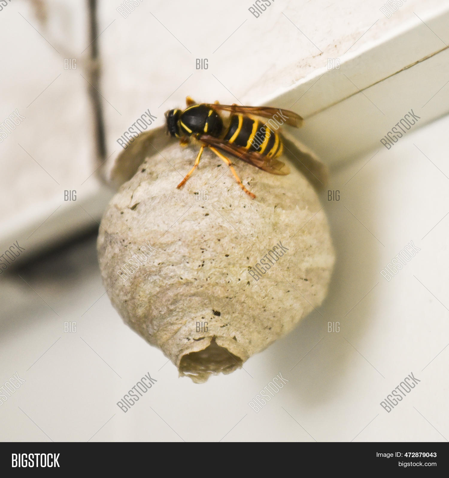Wasp On Top Wasp Nest Image & Photo (Free Trial) | Bigstock