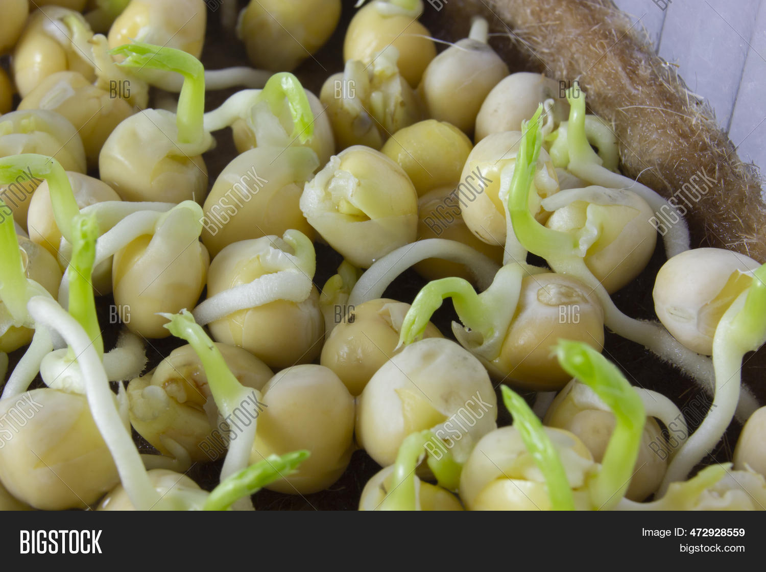 Close- Sprouted Pea Image & Photo (Free Trial) | Bigstock