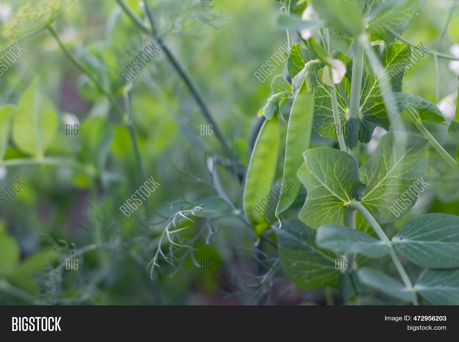 Young Pea Plant Pods Image & Photo (Free Trial) | Bigstock
