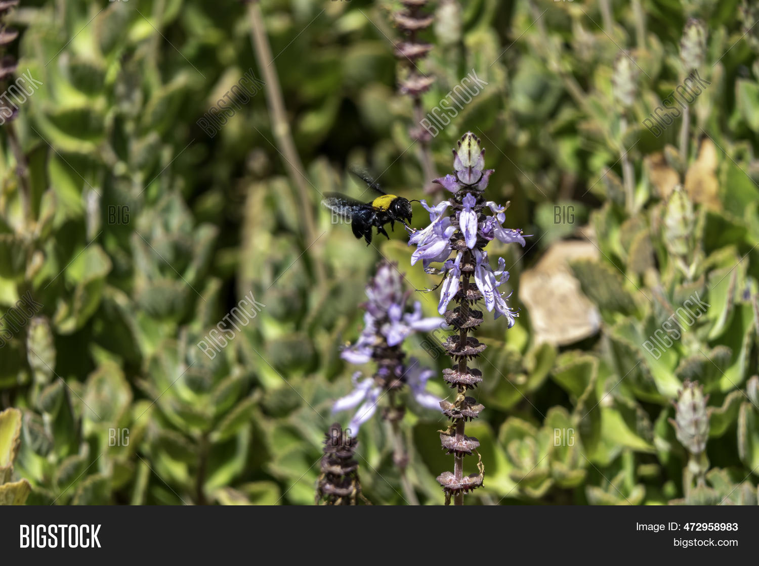 Bumblebee Pollinator Image & Photo (Free Trial) | Bigstock