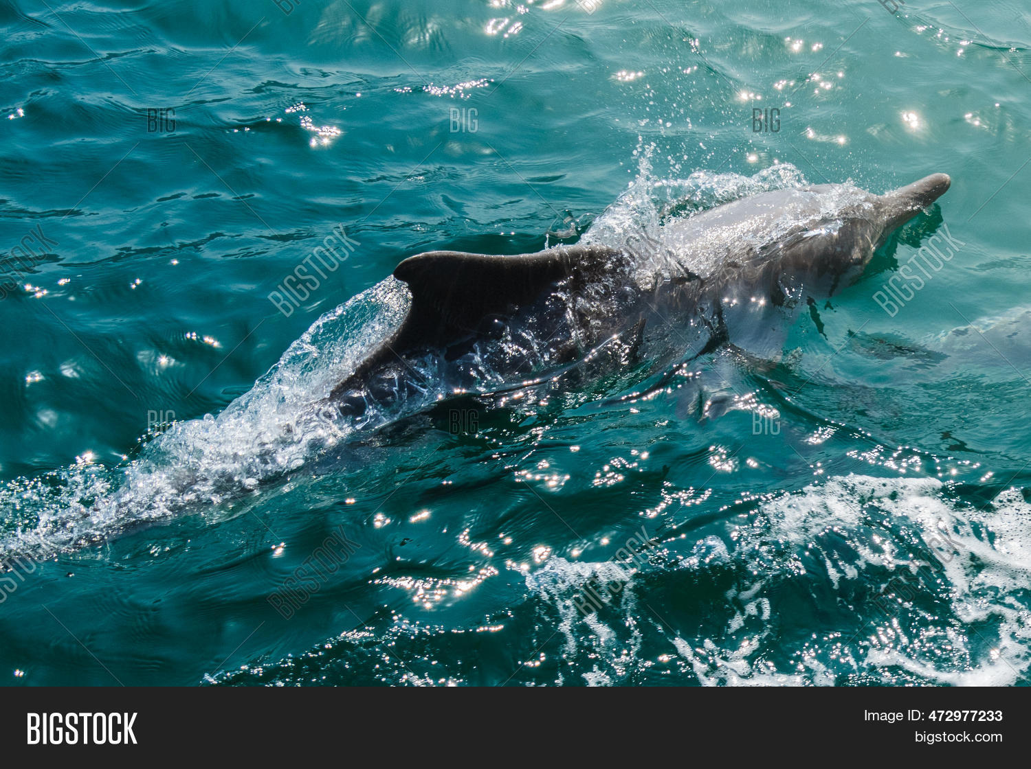 Dolphin Natural Image & Photo (Free Trial) | Bigstock