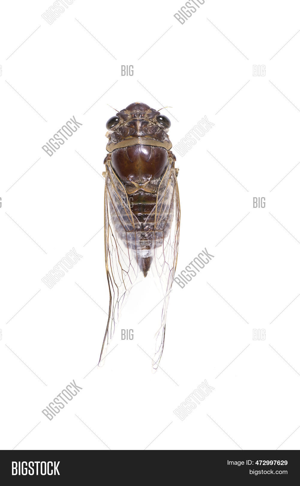 Cicadas Beetles Live Image & Photo (Free Trial) | Bigstock