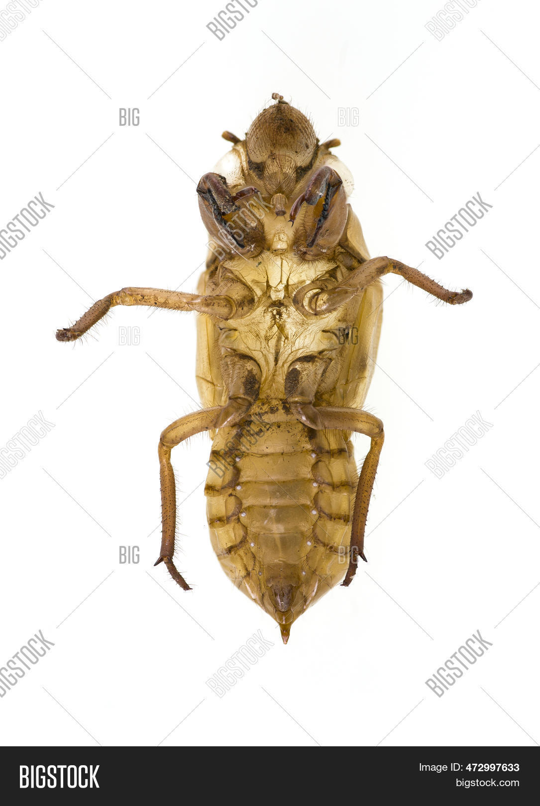 Cicadas Beetles Live Image & Photo (Free Trial) | Bigstock
