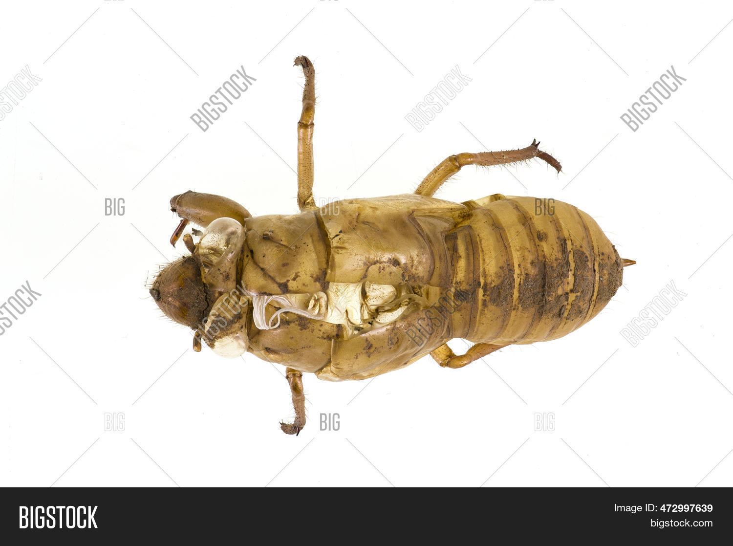 Cicadas Beetles Live Image & Photo (Free Trial) | Bigstock