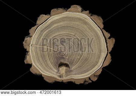 Maple Tree Slice Image & Photo (Free Trial) | Bigstock