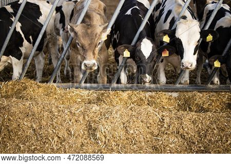 Front View Calves Image & Photo (Free Trial) | Bigstock