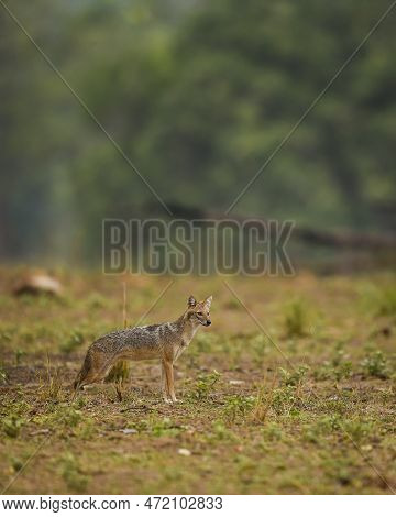 Golden Jackal Canis Image & Photo (Free Trial) | Bigstock