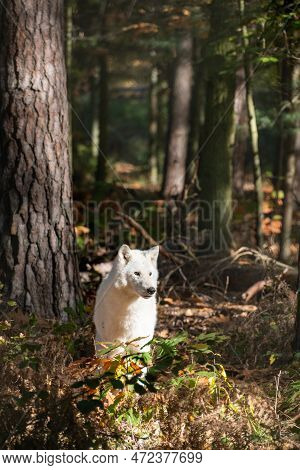 Alpha Wolf Images, Illustrations & Vectors (Free) - Bigstock