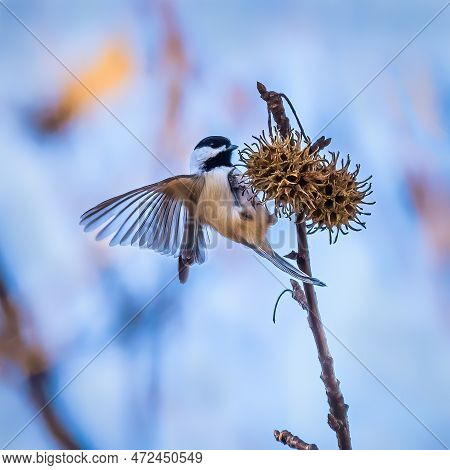 Black-capped Chickadee Image & Photo (Free Trial) | Bigstock