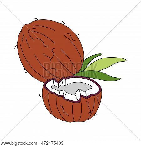 Coconut Doodle Linear Vector & Photo (Free Trial) | Bigstock
