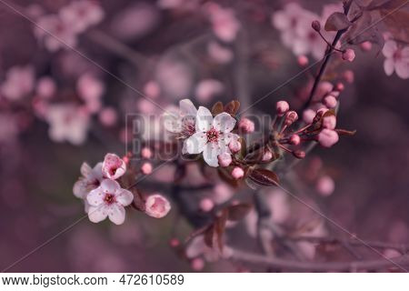 Flowers. Spring. Image & Photo (Free Trial) | Bigstock
