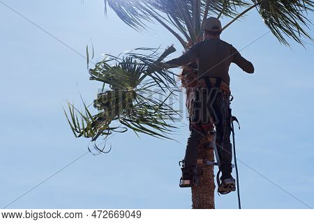 Palms Images, Illustrations & Vectors (Free) - Bigstock