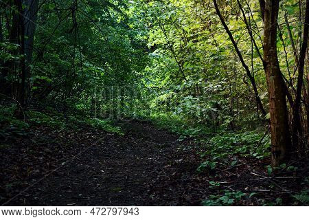 Wide Forest Path Image & Photo (Free Trial) | Bigstock