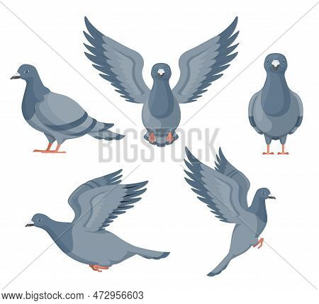 Gray Pigeon Flying Vector & Photo (Free Trial) | Bigstock
