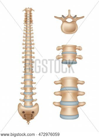 Spine. Realistic Vector & Photo (Free Trial) | Bigstock