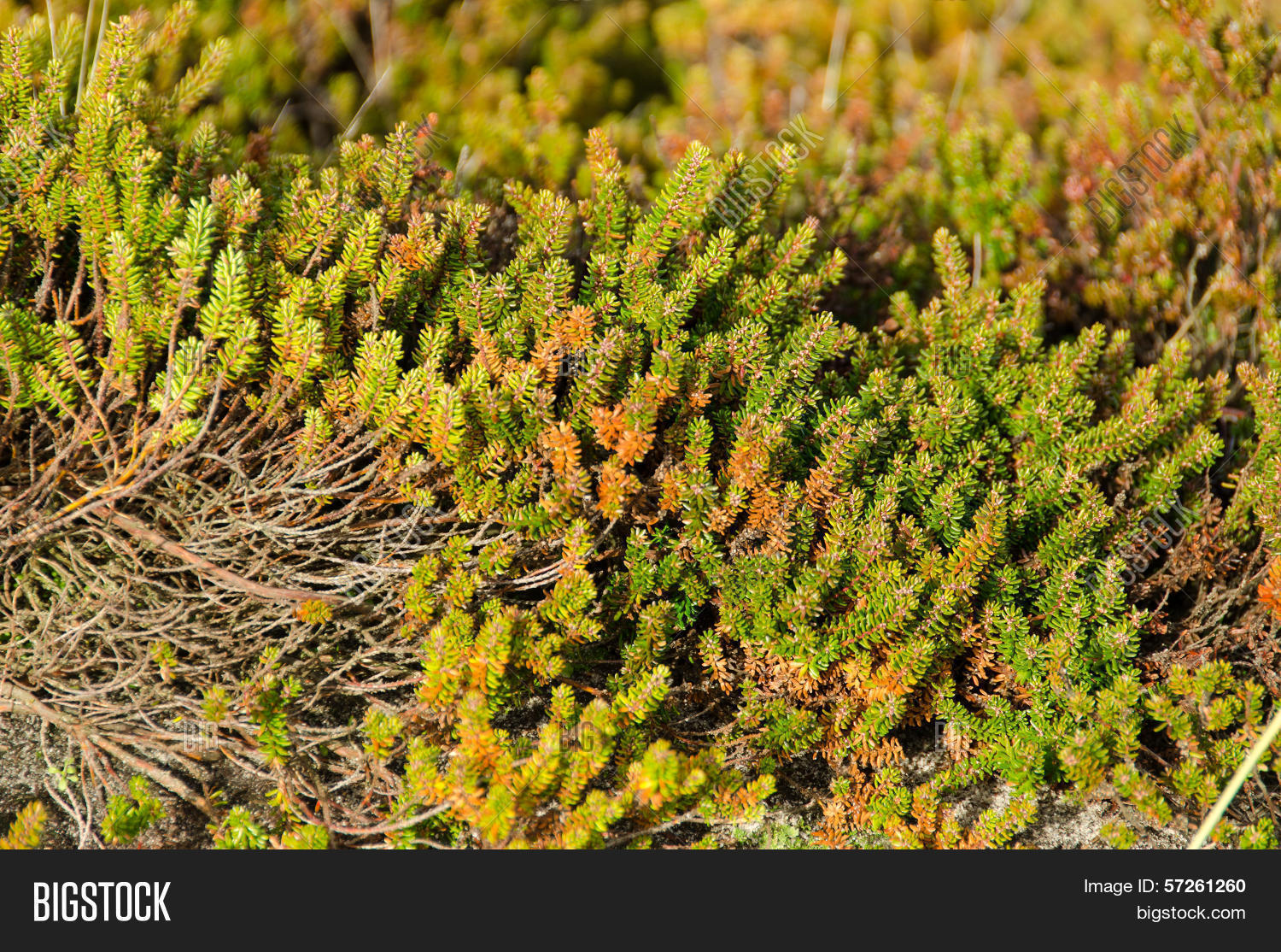 Empetrum Crowberry Image & Photo (Free Trial) | Bigstock