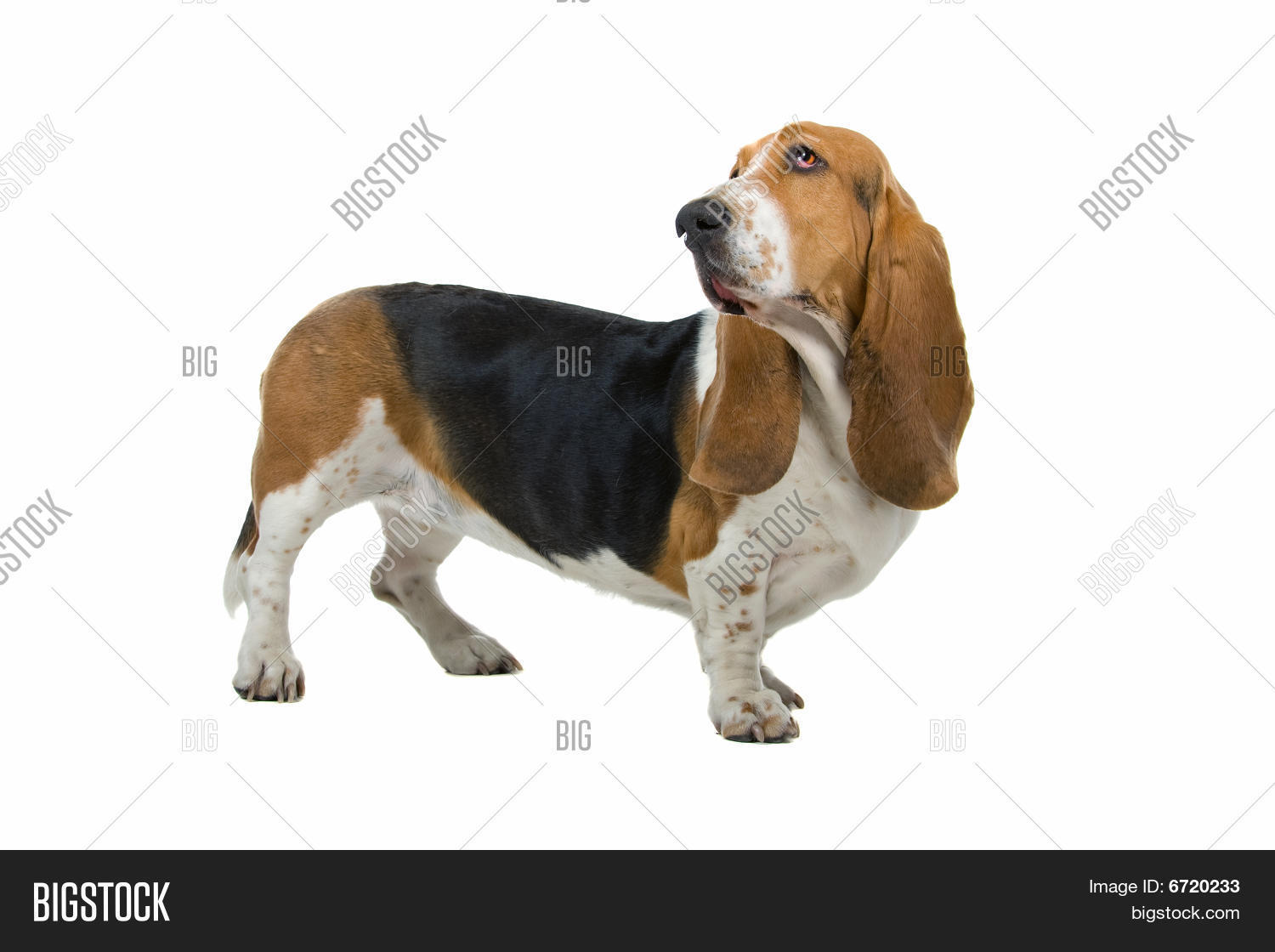 English Basset Hound Image & Photo (Free Trial) | Bigstock