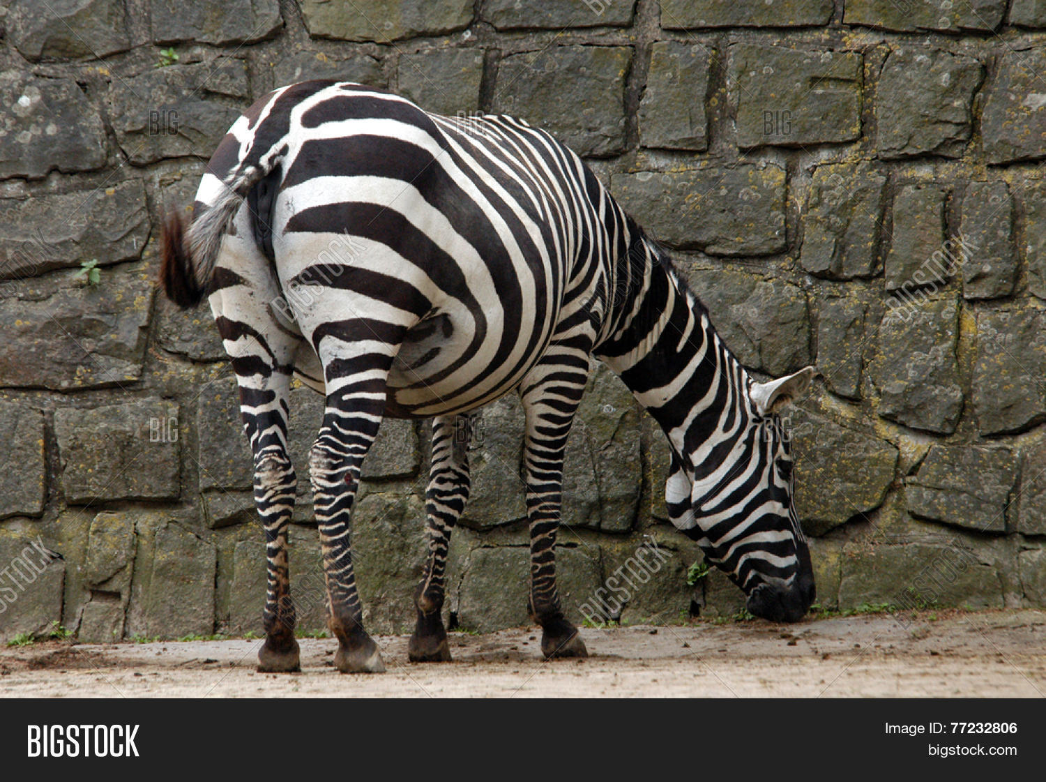 Selous' Zebra (Equus Image & Photo (Free Trial) | Bigstock