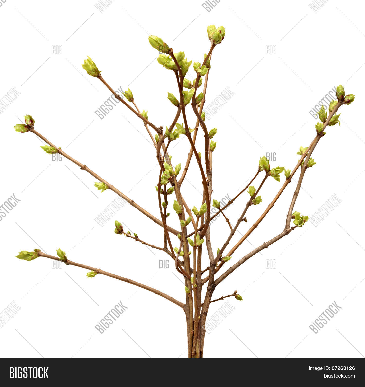 Spring Branch Tree, Image & Photo (Free Trial) | Bigstock