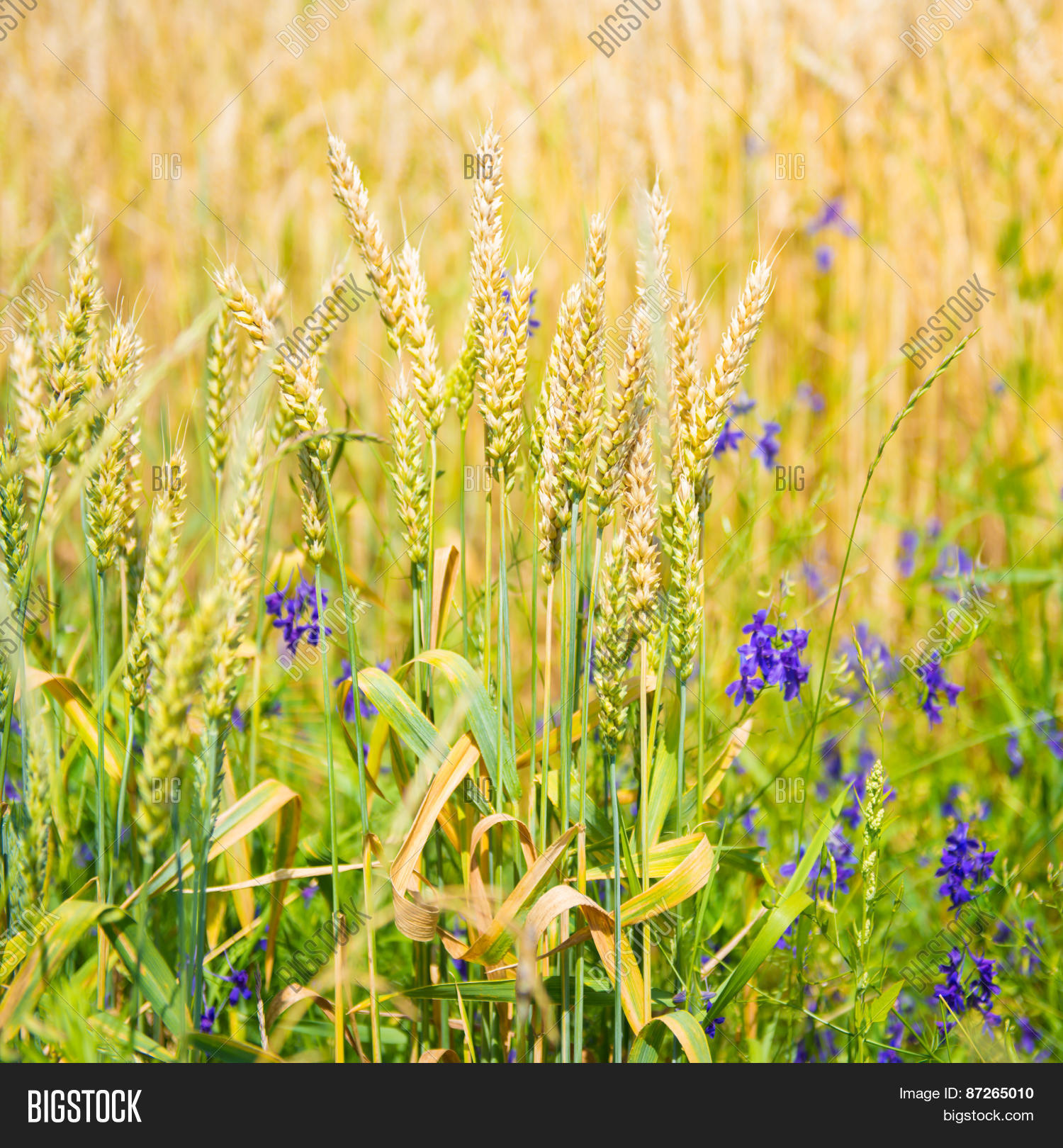 Field Wheat Blue Image & Photo (Free Trial) | Bigstock