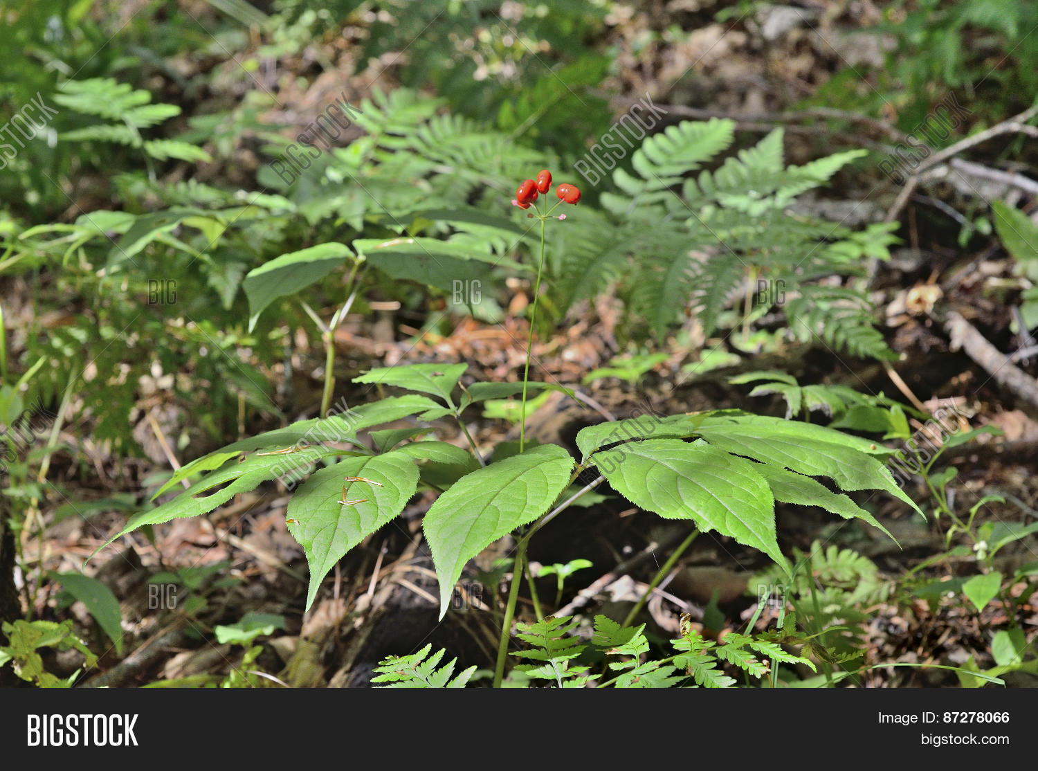 Ginseng (panax Ginseng Image & Photo (Free Trial) | Bigstock