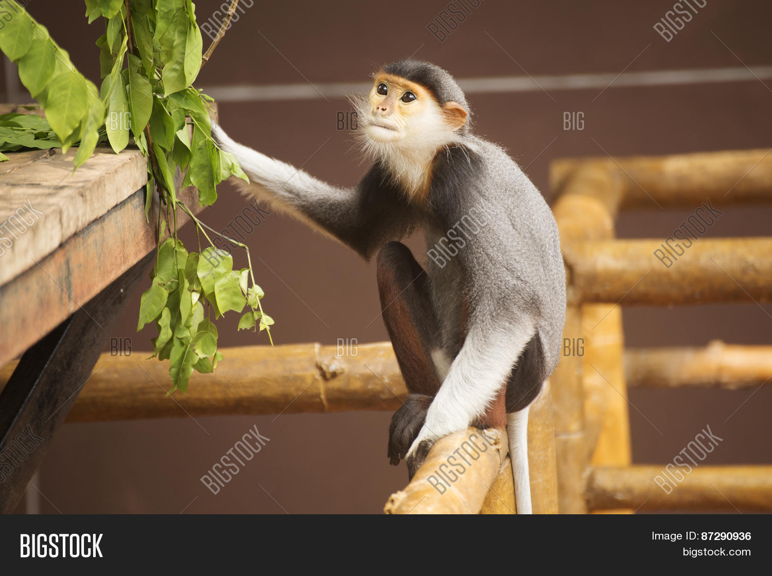 Red-shanked Douc Image & Photo (Free Trial) | Bigstock