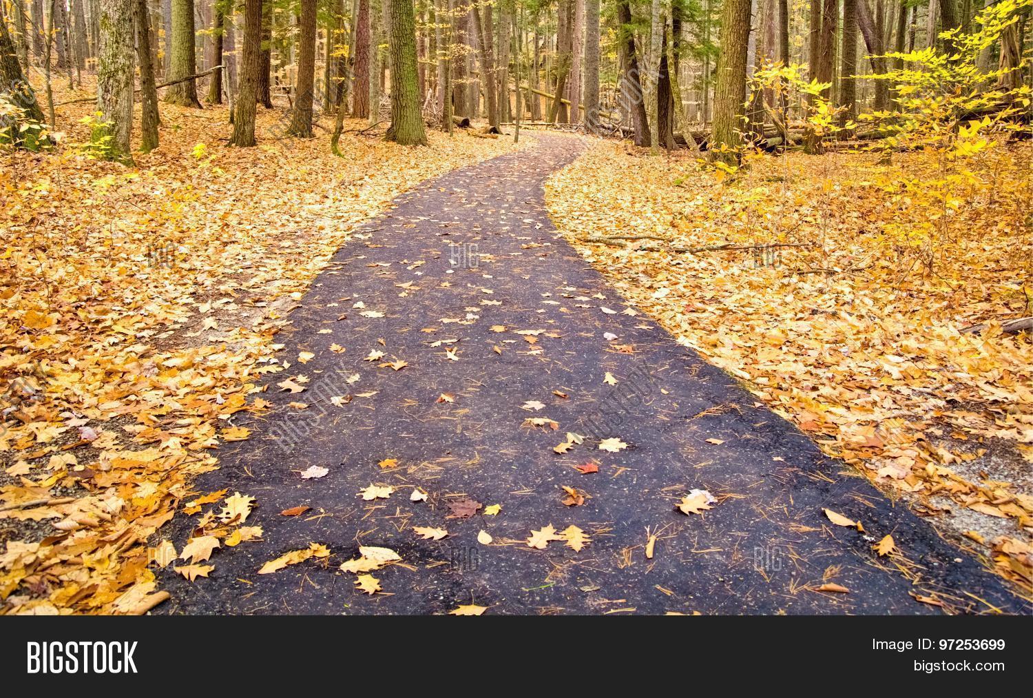 Winding Forest Path Image & Photo (Free Trial) | Bigstock