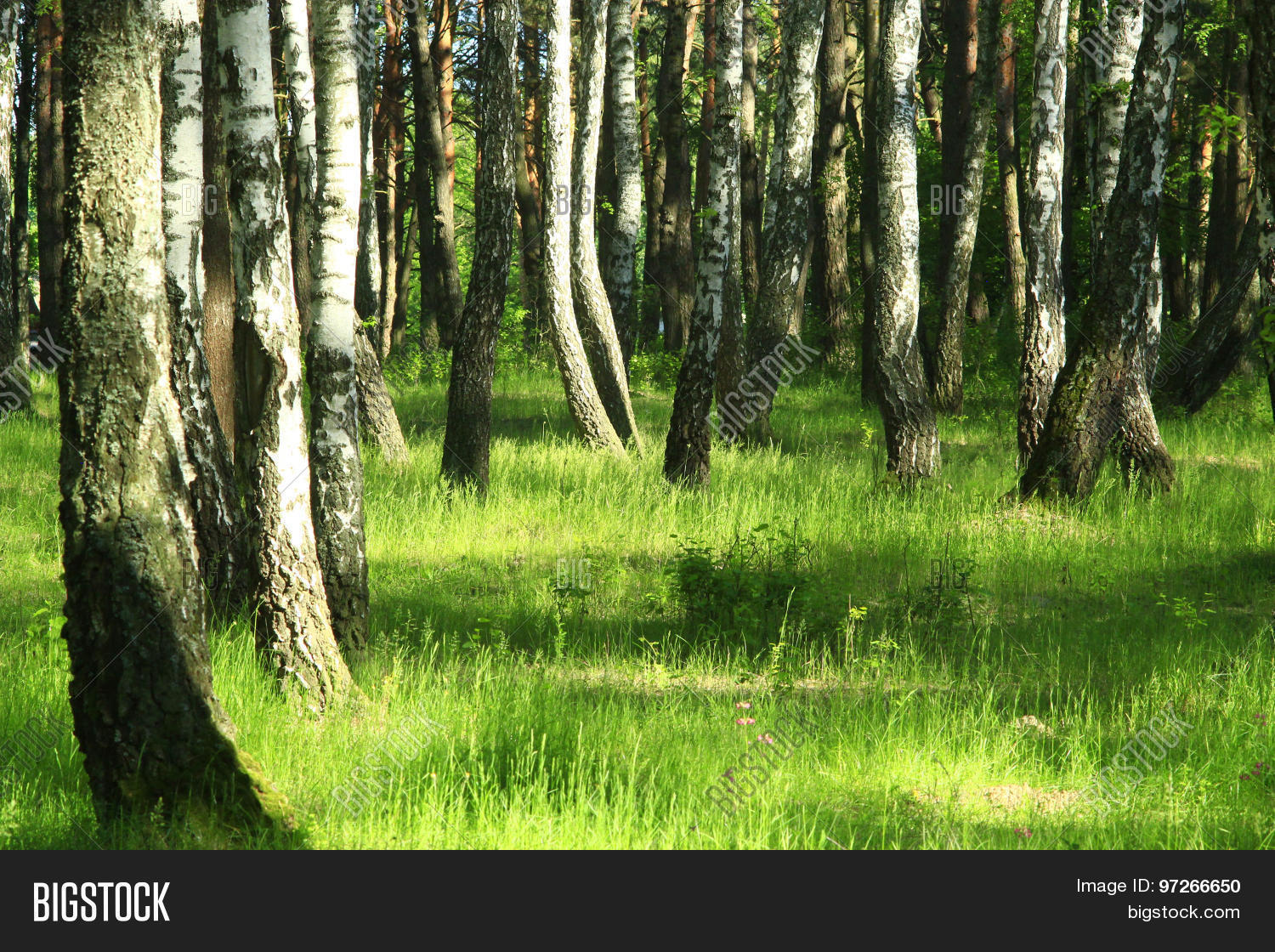 Beautiful Birchwood Image & Photo (Free Trial) | Bigstock