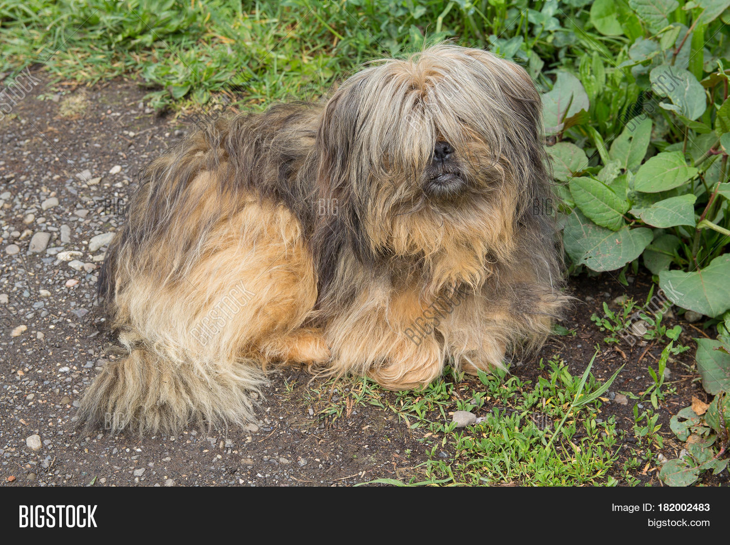 Shaggy Homeless Dog Image & Photo (Free Trial) | Bigstock