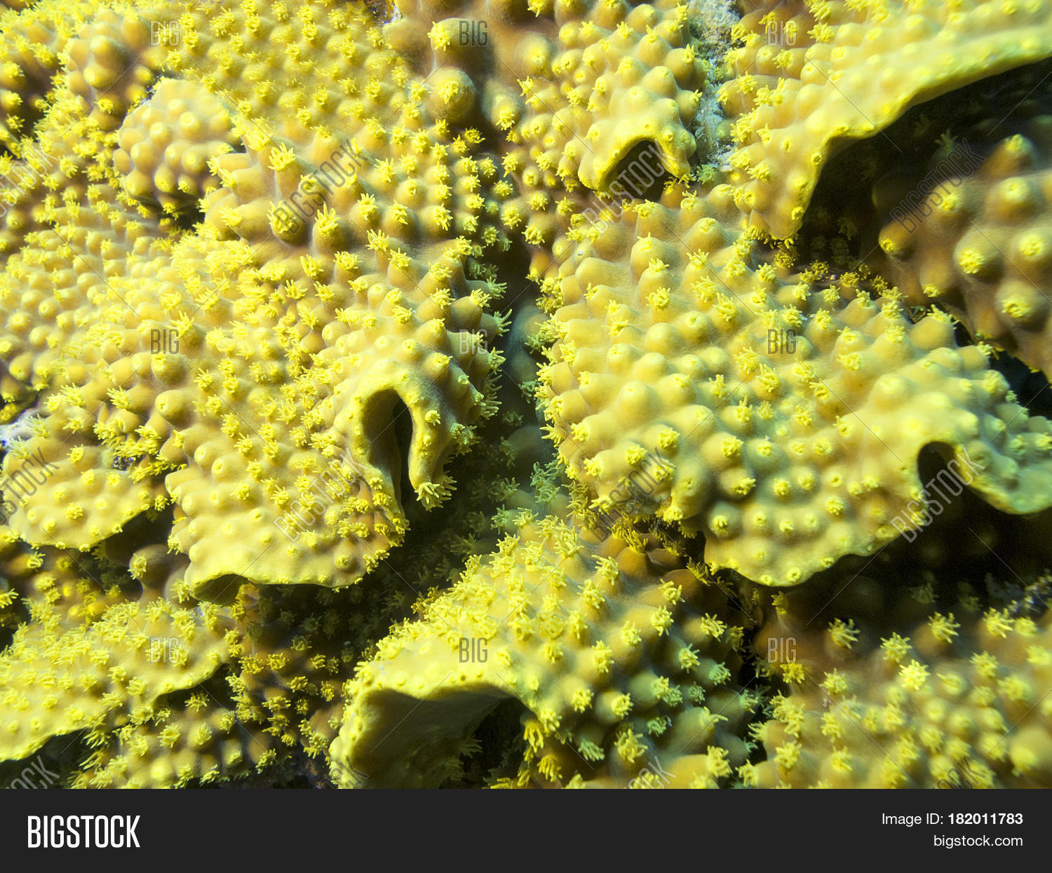 Coral Reef Yellow Image & Photo (Free Trial) | Bigstock