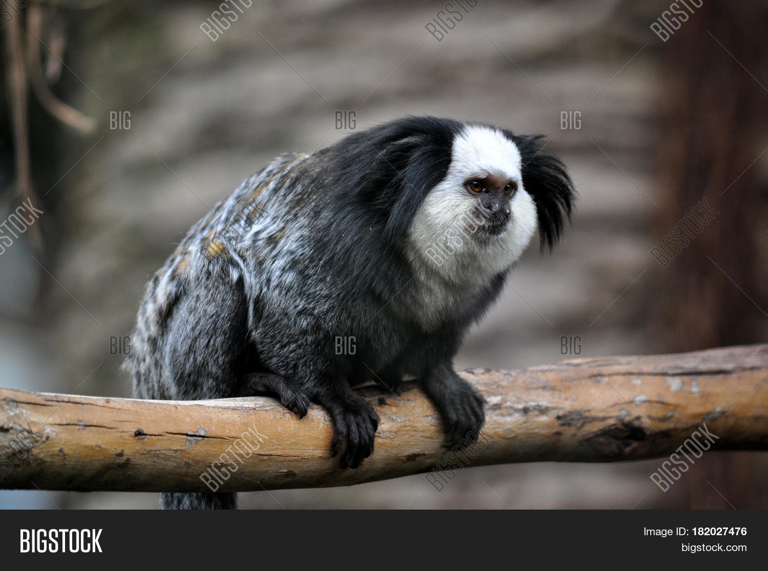 Cute Common Marmoset Image & Photo (Free Trial) | Bigstock