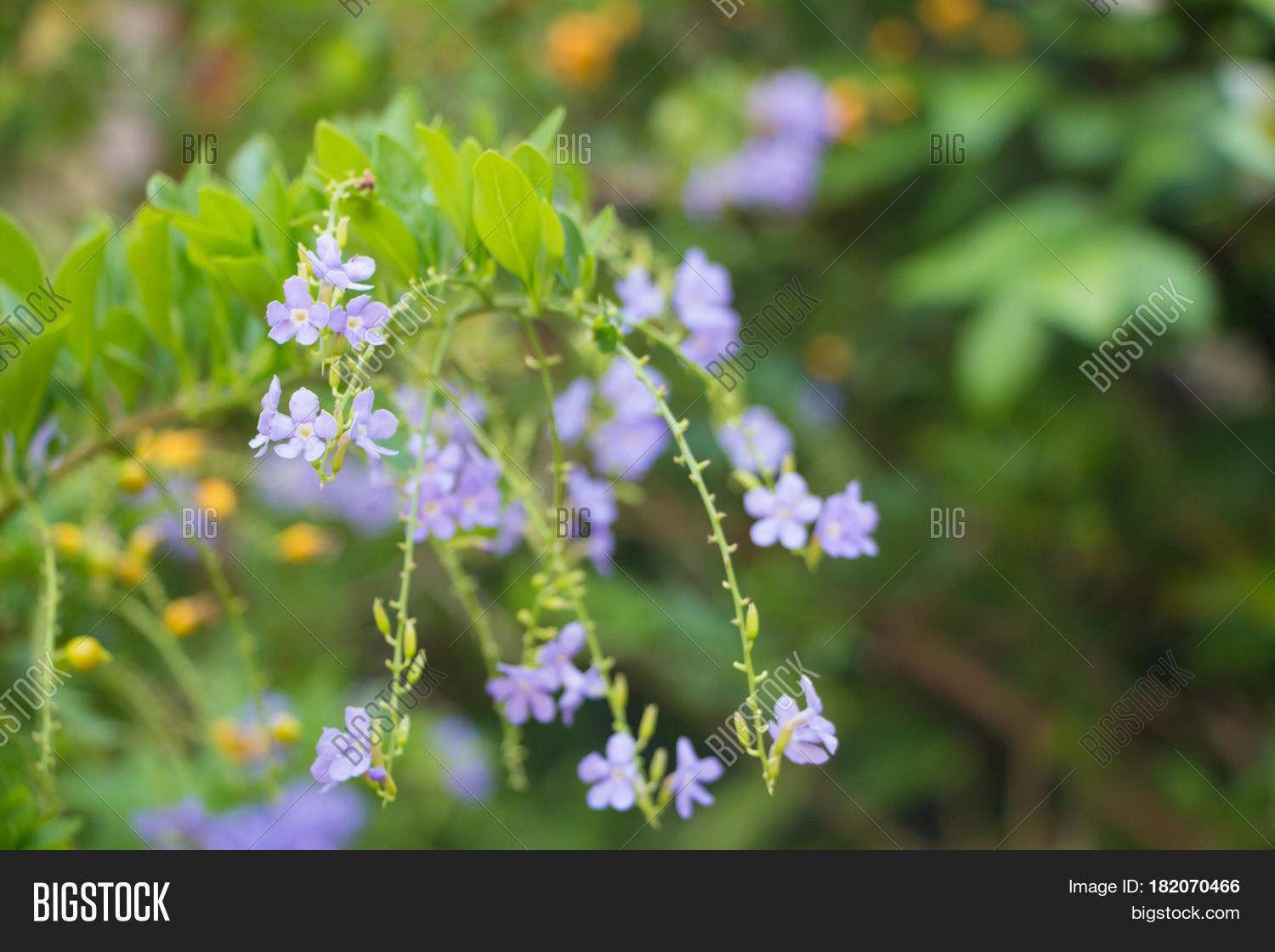 Purple Tropical Flower Image & Photo (Free Trial) | Bigstock