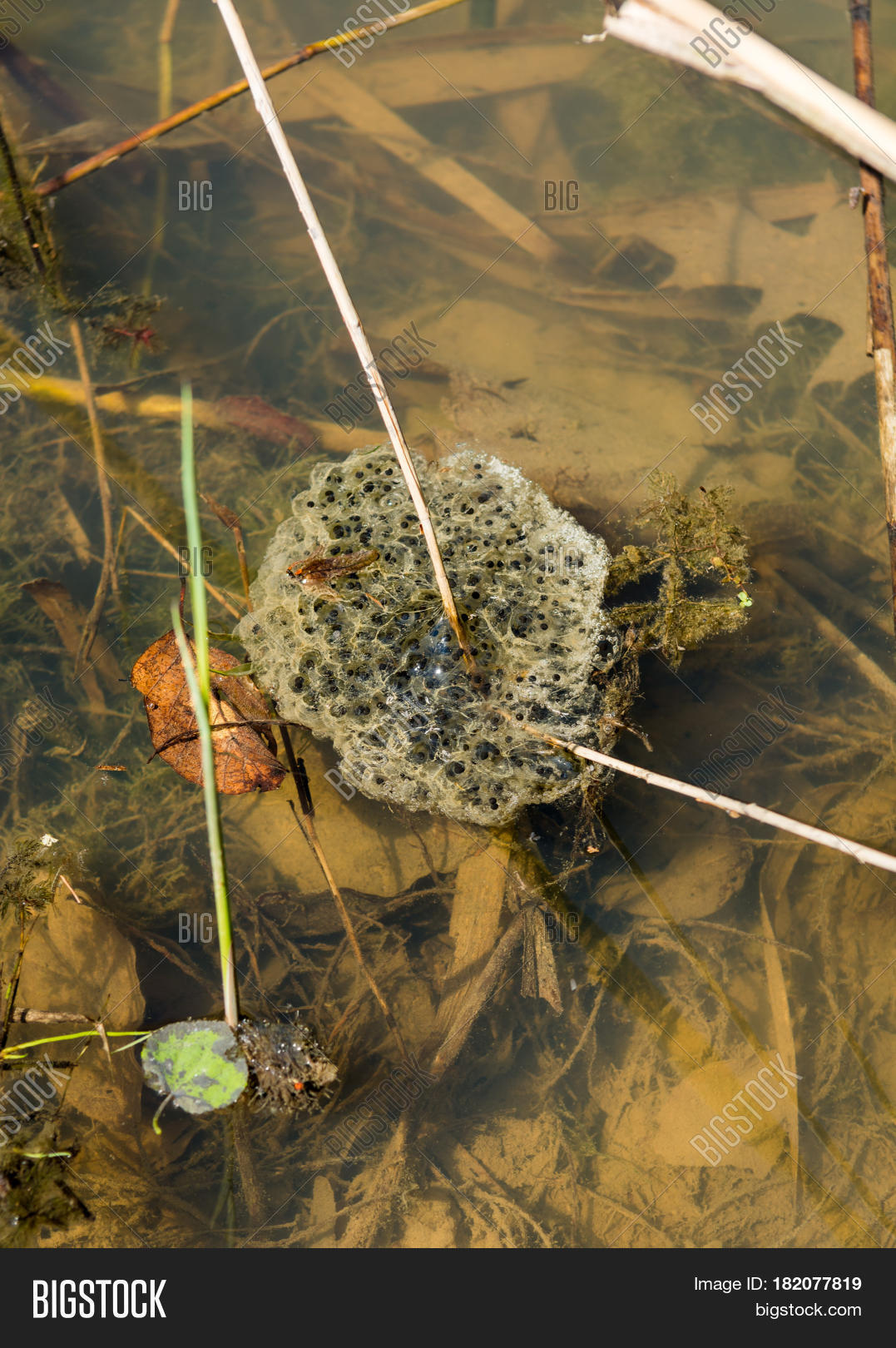 Frog Nest Floating Image & Photo (Free Trial) | Bigstock