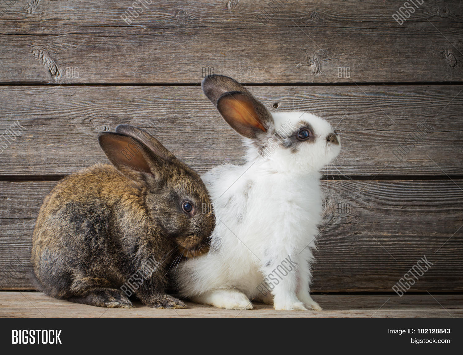 Two Rabbits On Old Image & Photo (Free Trial) | Bigstock
