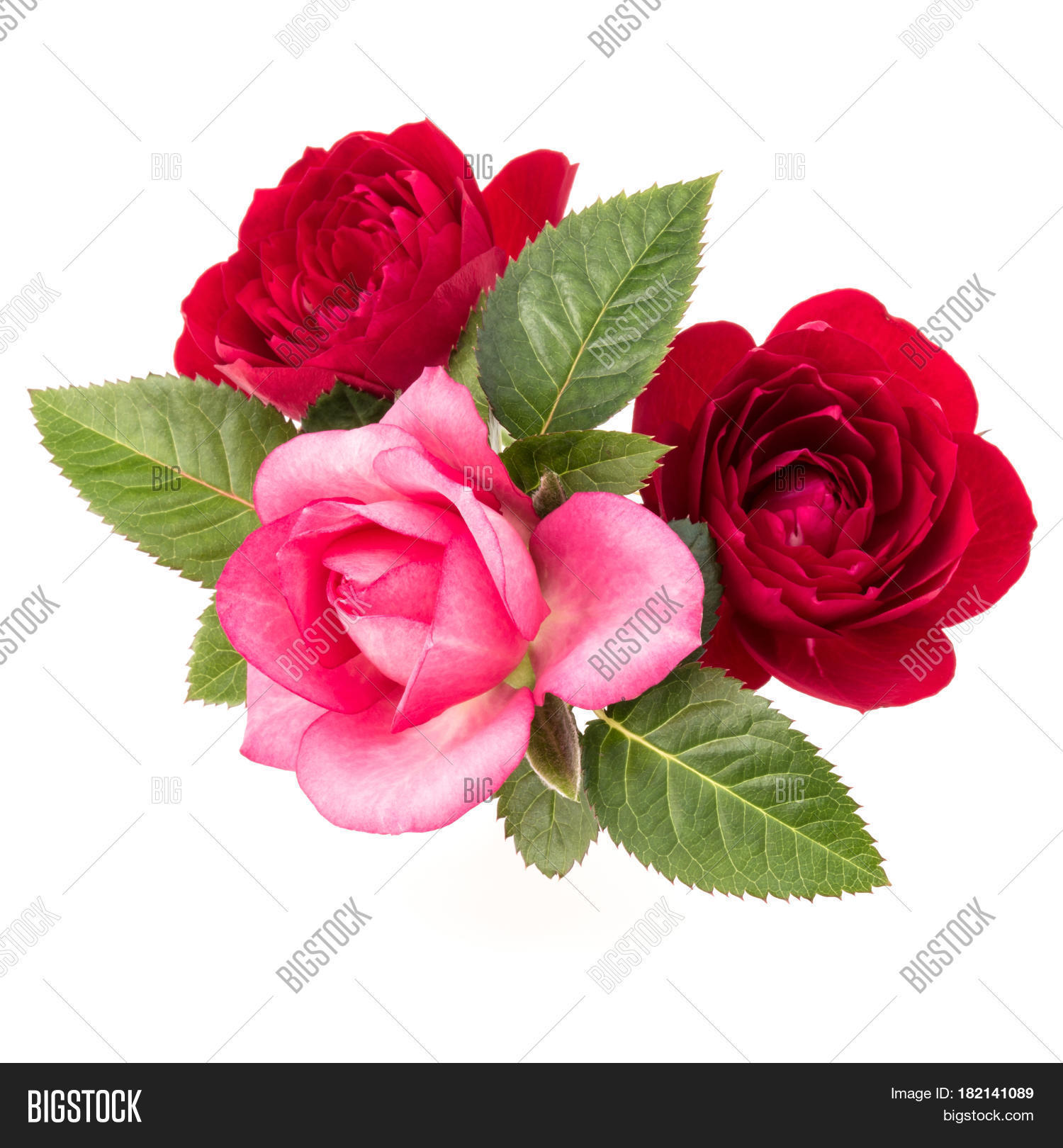 Red Pink Rose Flower Image & Photo (Free Trial) | Bigstock