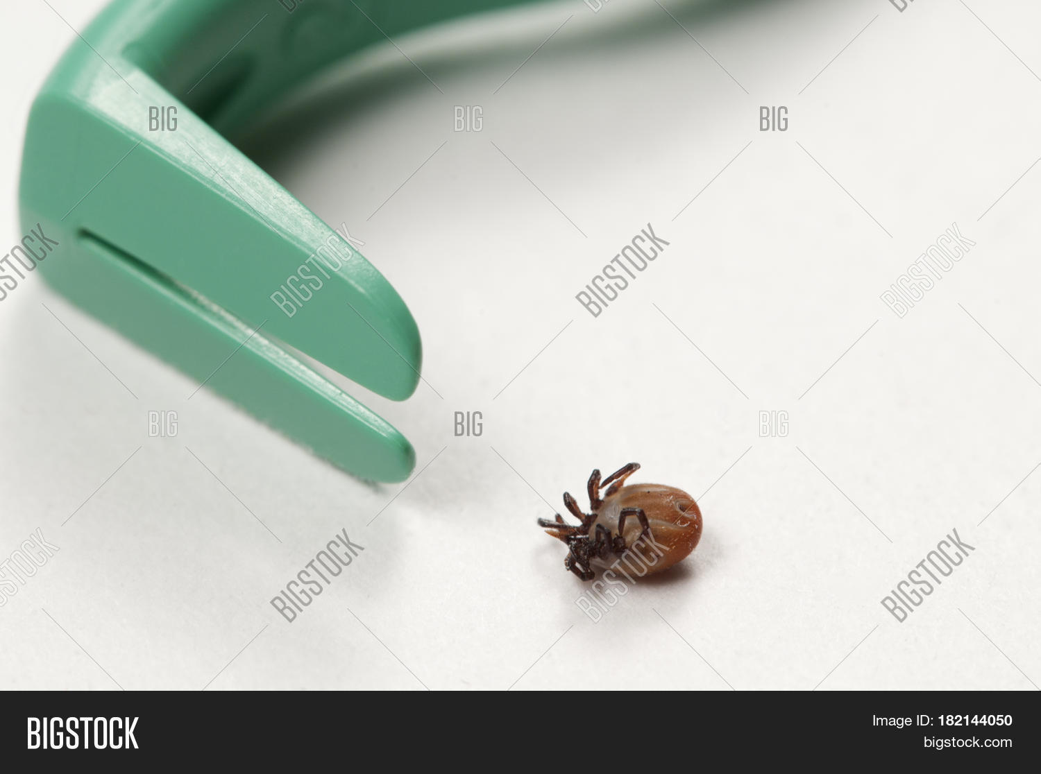 Mite Tick Extractor Image & Photo (Free Trial) | Bigstock