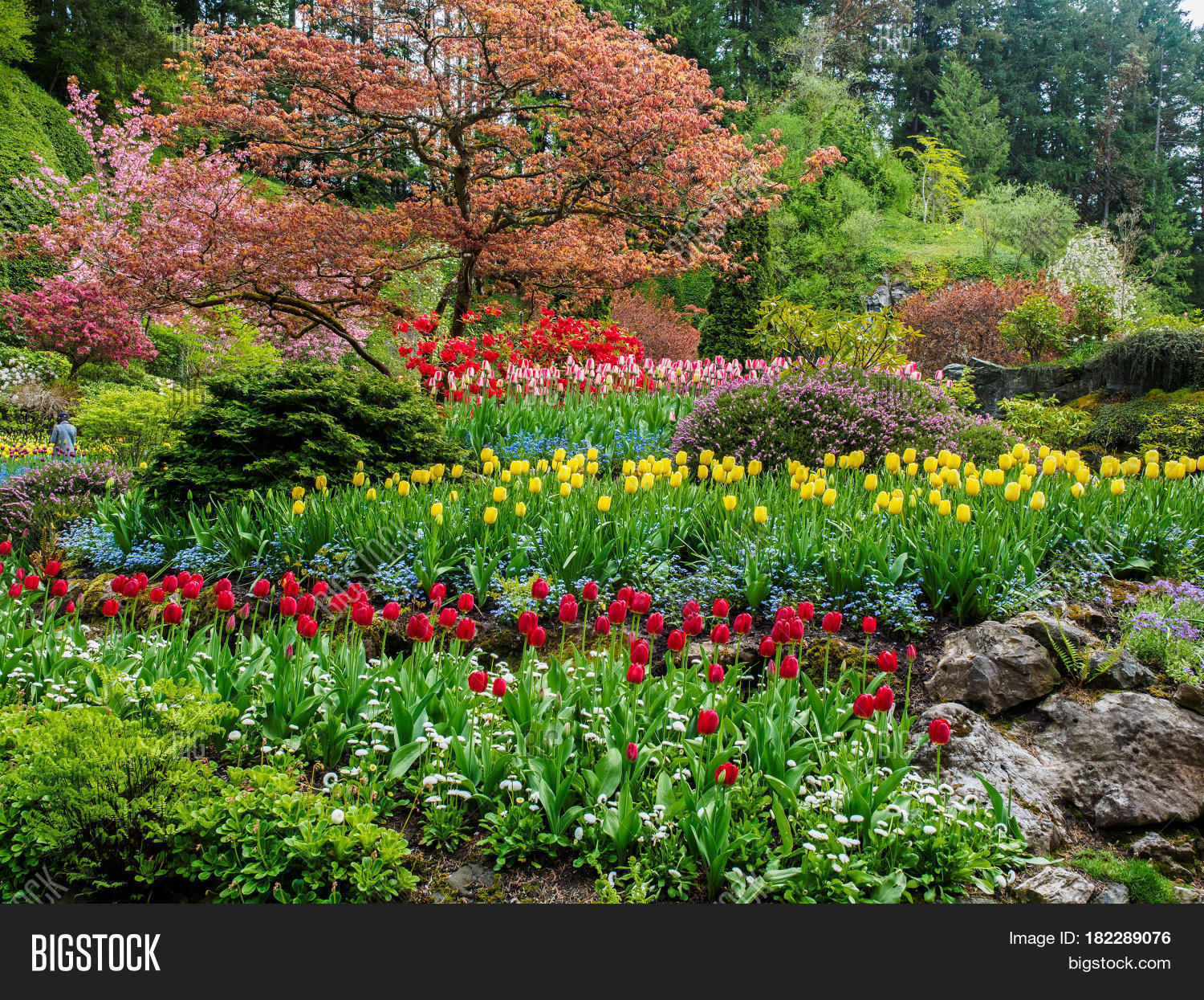 Field Colorful Tulips Image & Photo (Free Trial) | Bigstock
