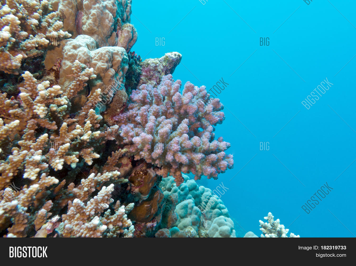 Coral Reef Pink Image & Photo (Free Trial) | Bigstock