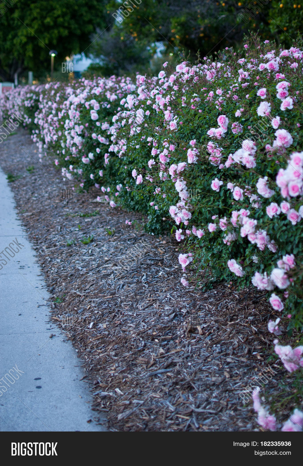 Hedge Pink Roses Along Image & Photo (Free Trial) | Bigstock