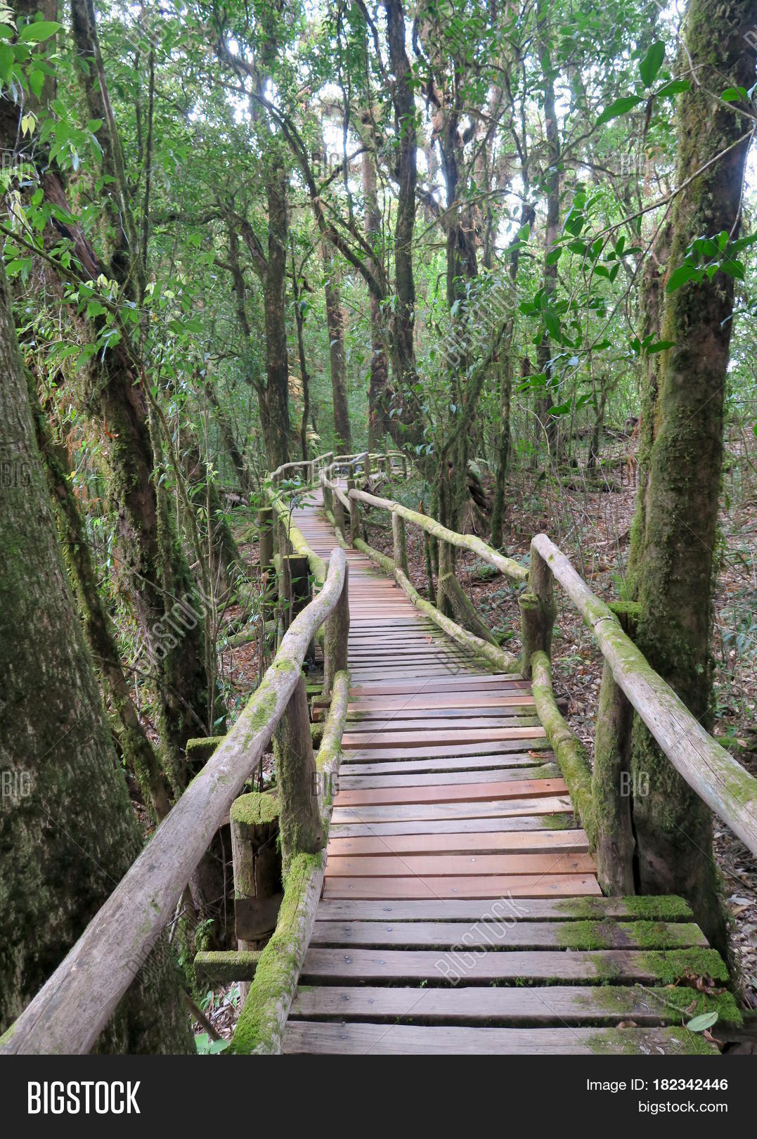 Old Wood Walking Path Image & Photo (Free Trial) | Bigstock