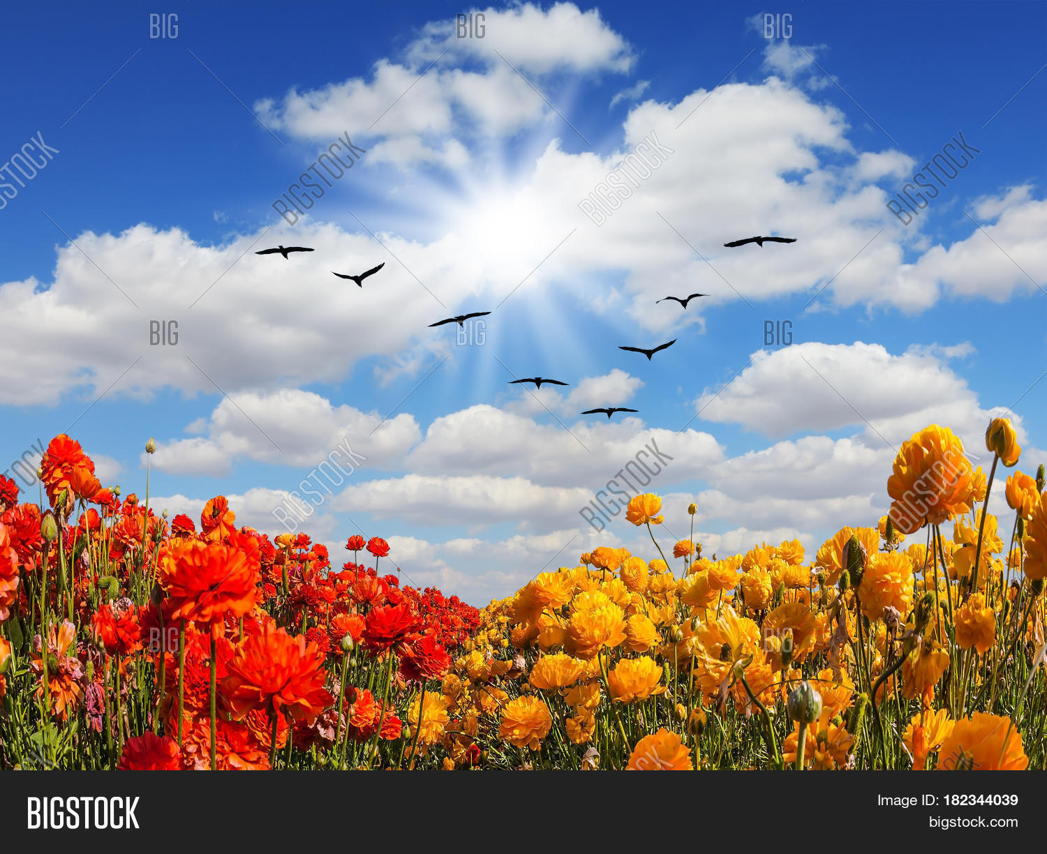 Migratory Birds Flying Image & Photo (Free Trial) | Bigstock