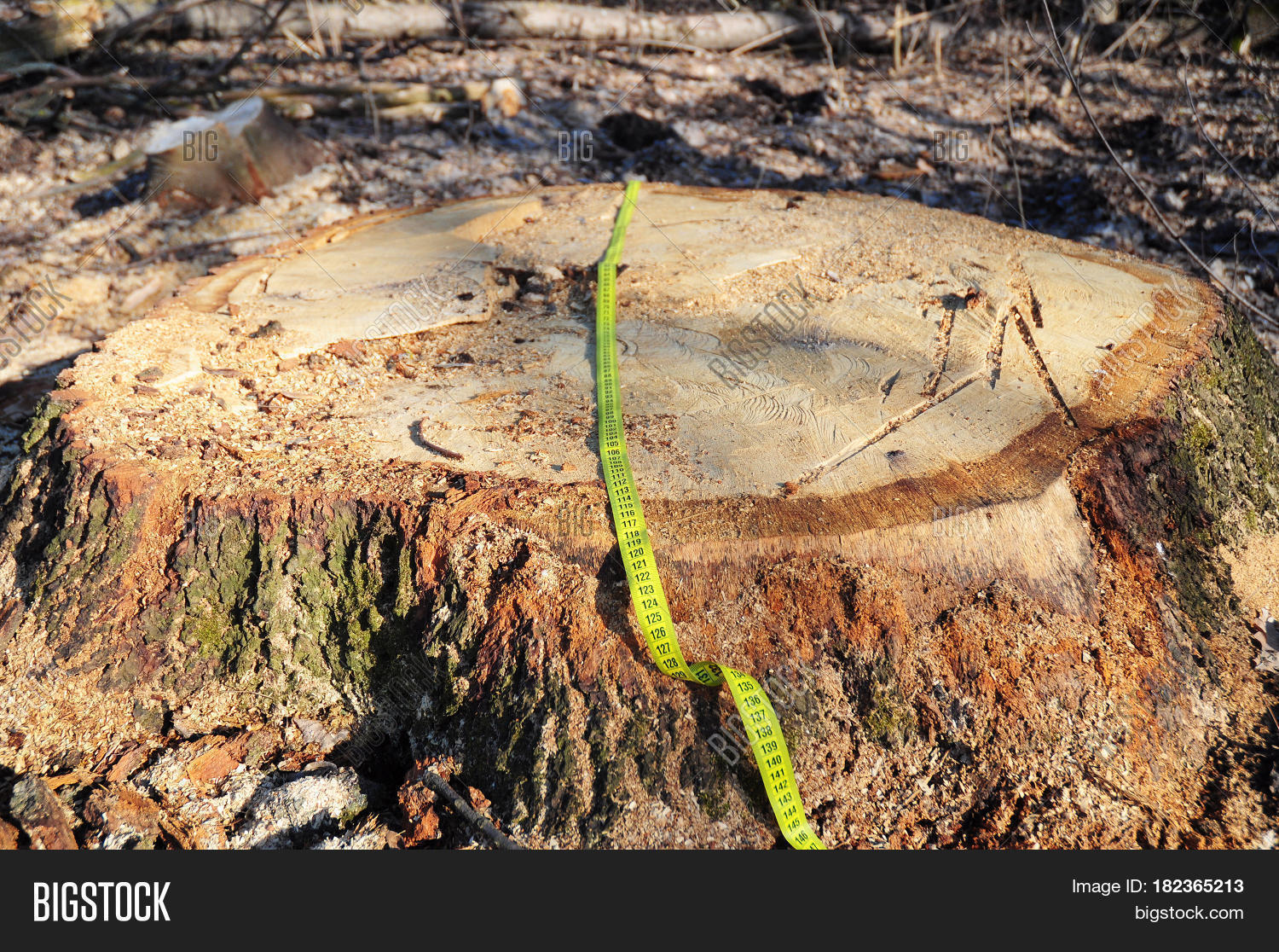 Oak Tree Stump Being Image & Photo (Free Trial) | Bigstock