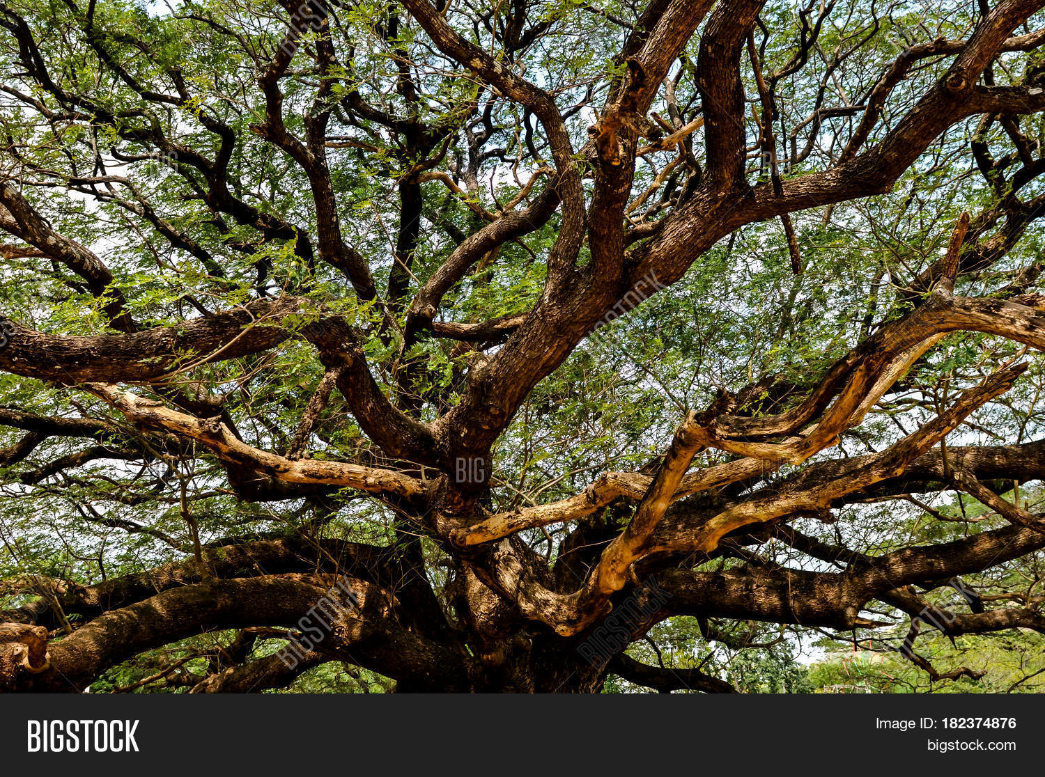 Spring Meadow Roots Image & Photo (Free Trial) | Bigstock